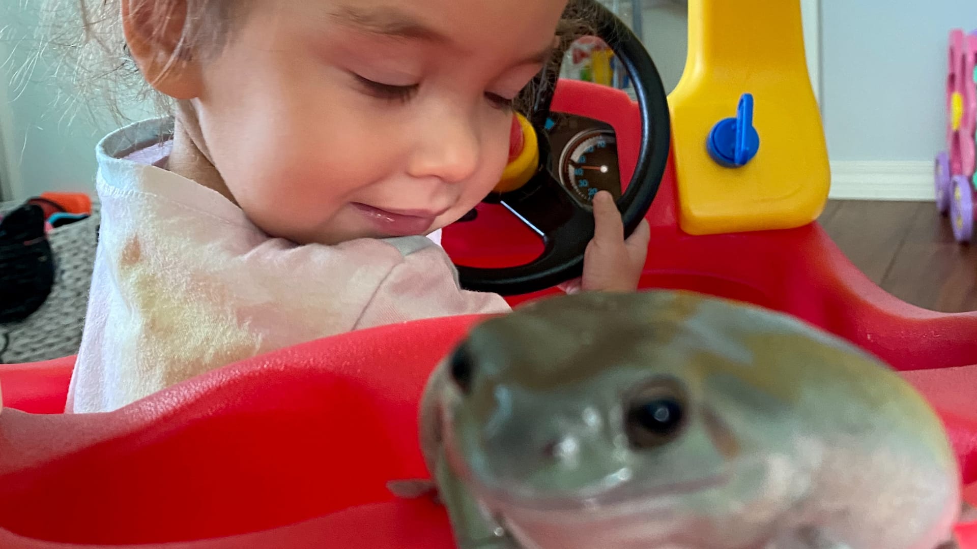 My toddler is best friends with a frog, they eat breakfast, watch TV ...