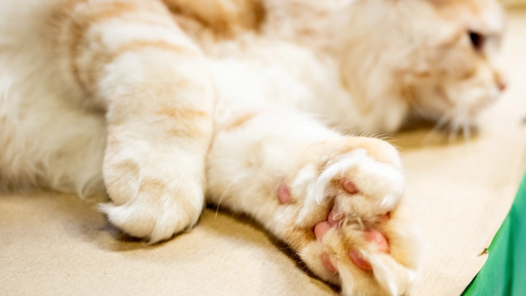 Maine coon paws: adaptations, traits, and behaviors