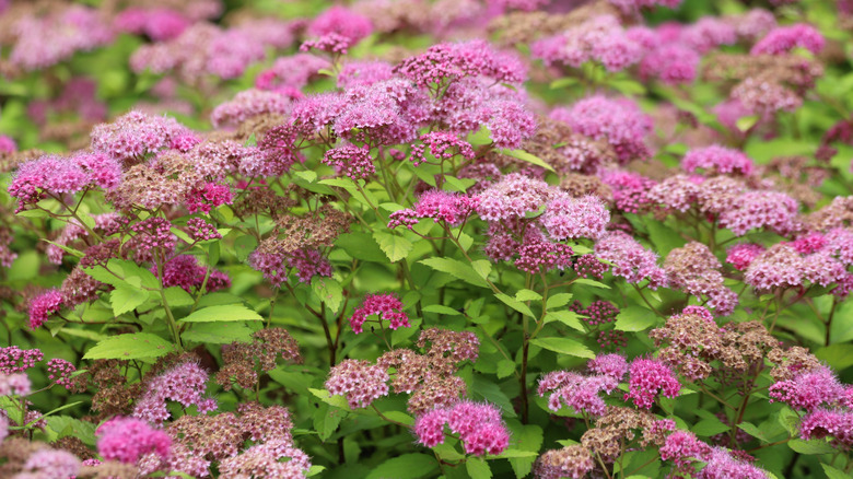 The long-living alternative to invasive Japanese spirea