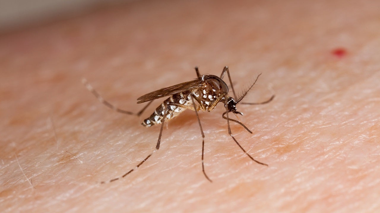 West Nile virus in Travis County: Mosquito tests positive