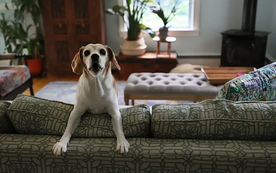 Daily Paws outlines when dogs are better off at home