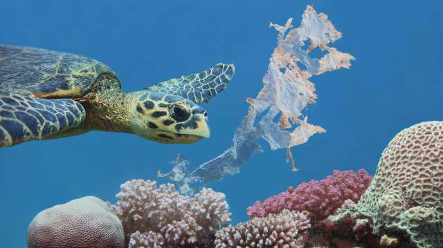Plastic bags can look and smell like food to sea turtles — and it can ...