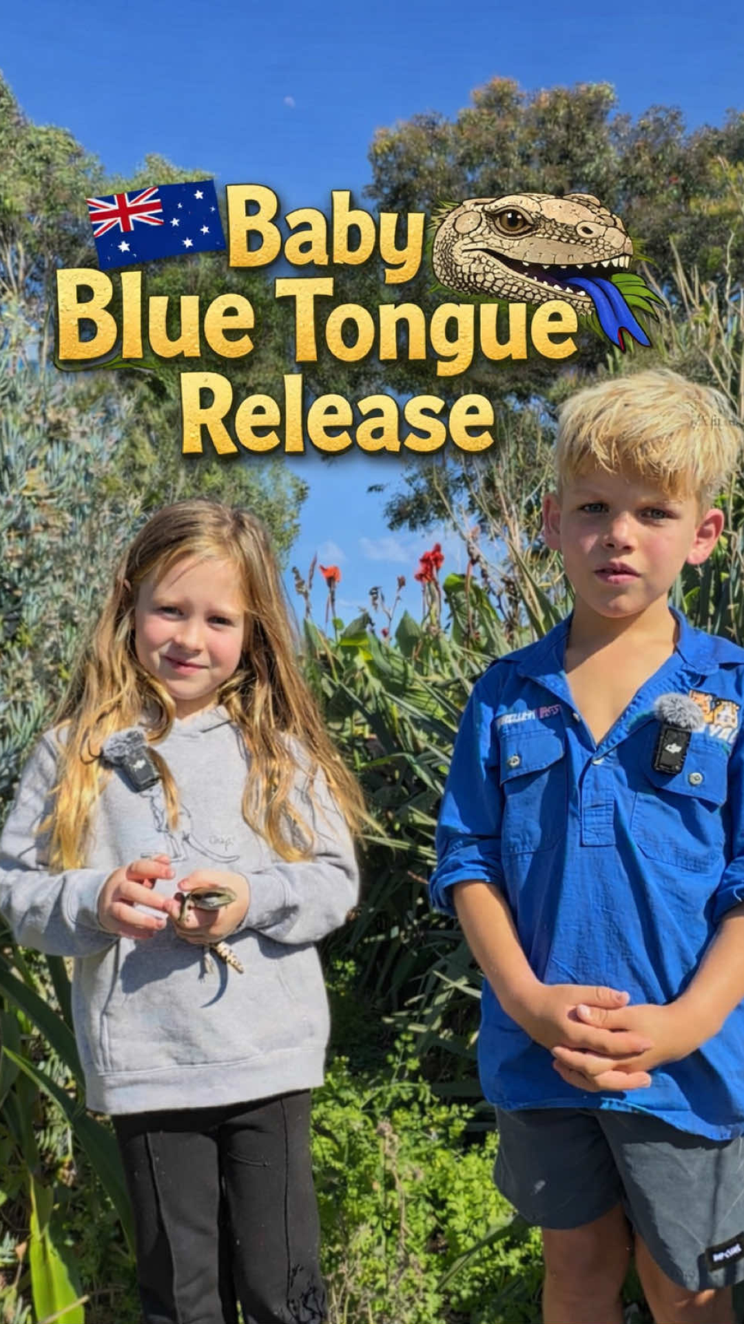 Healthy blue tongue lizard returns to the wild