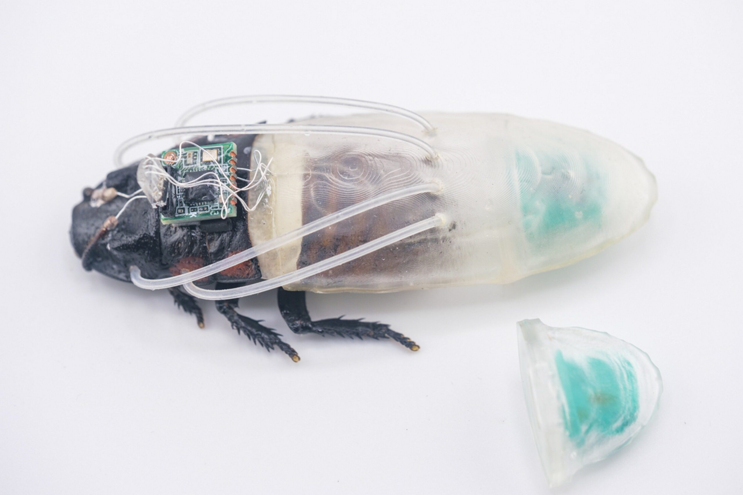 Cyborg-Kakerlaken mit „Tauchanzügen“ sollen bei der Suche nach Menschen ...