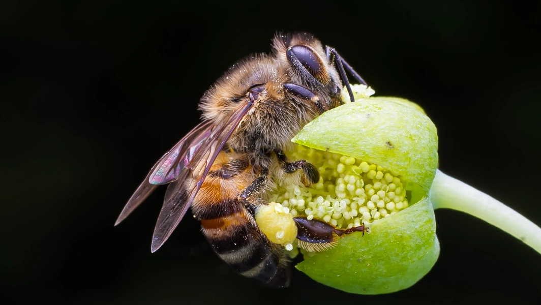 Bee-friendly gardening tips for a thriving yard