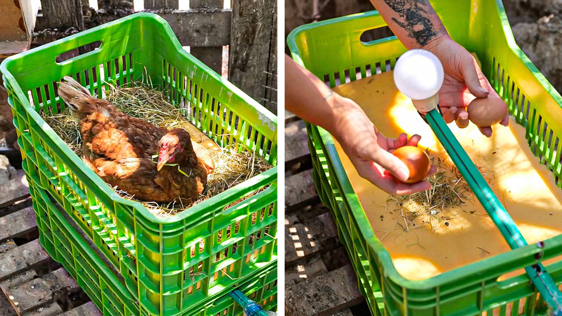 DIY mini home farms, feeders, chicken coops