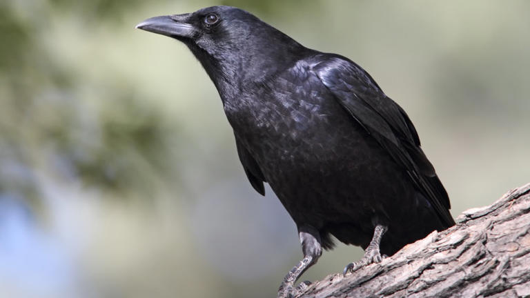 Crows can hold a grudge and teach their chicks to shun a rival for years