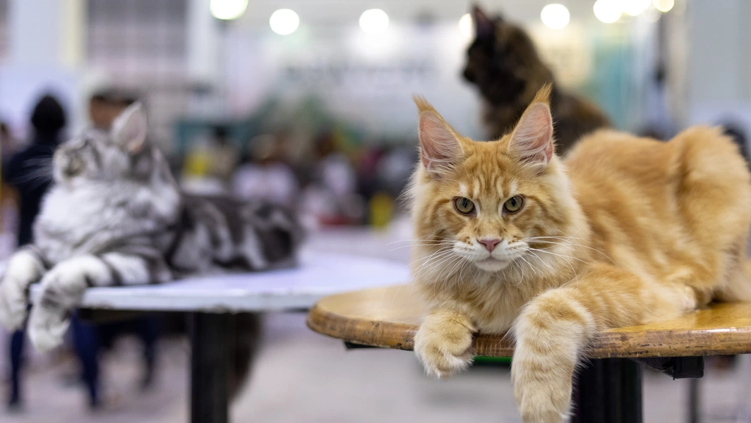 Maine coon paws: adaptations, traits, and behaviors