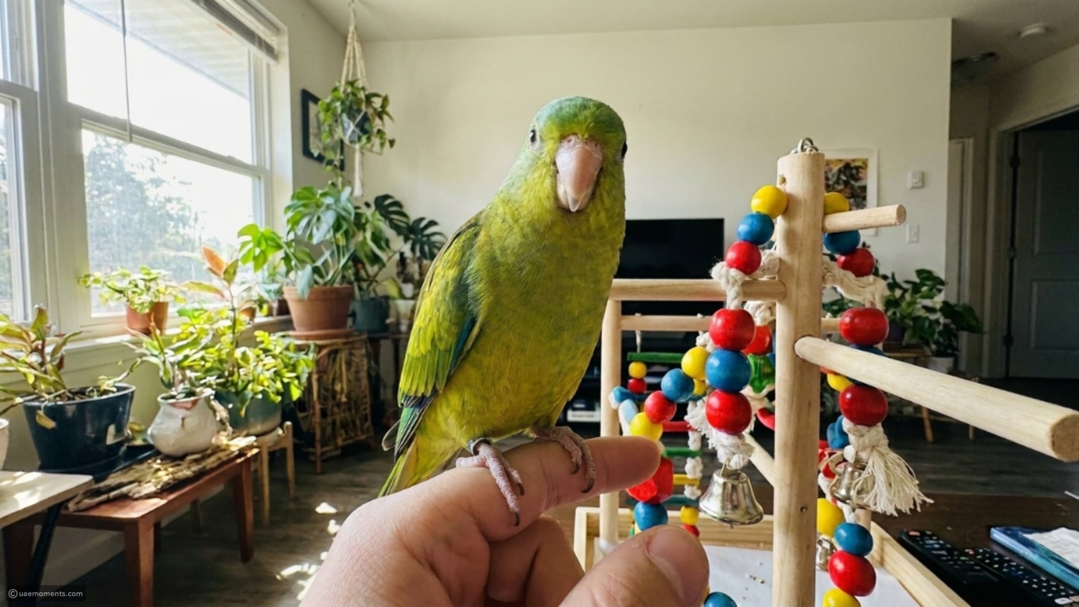 14 friendly pet bird species that enjoy human interaction