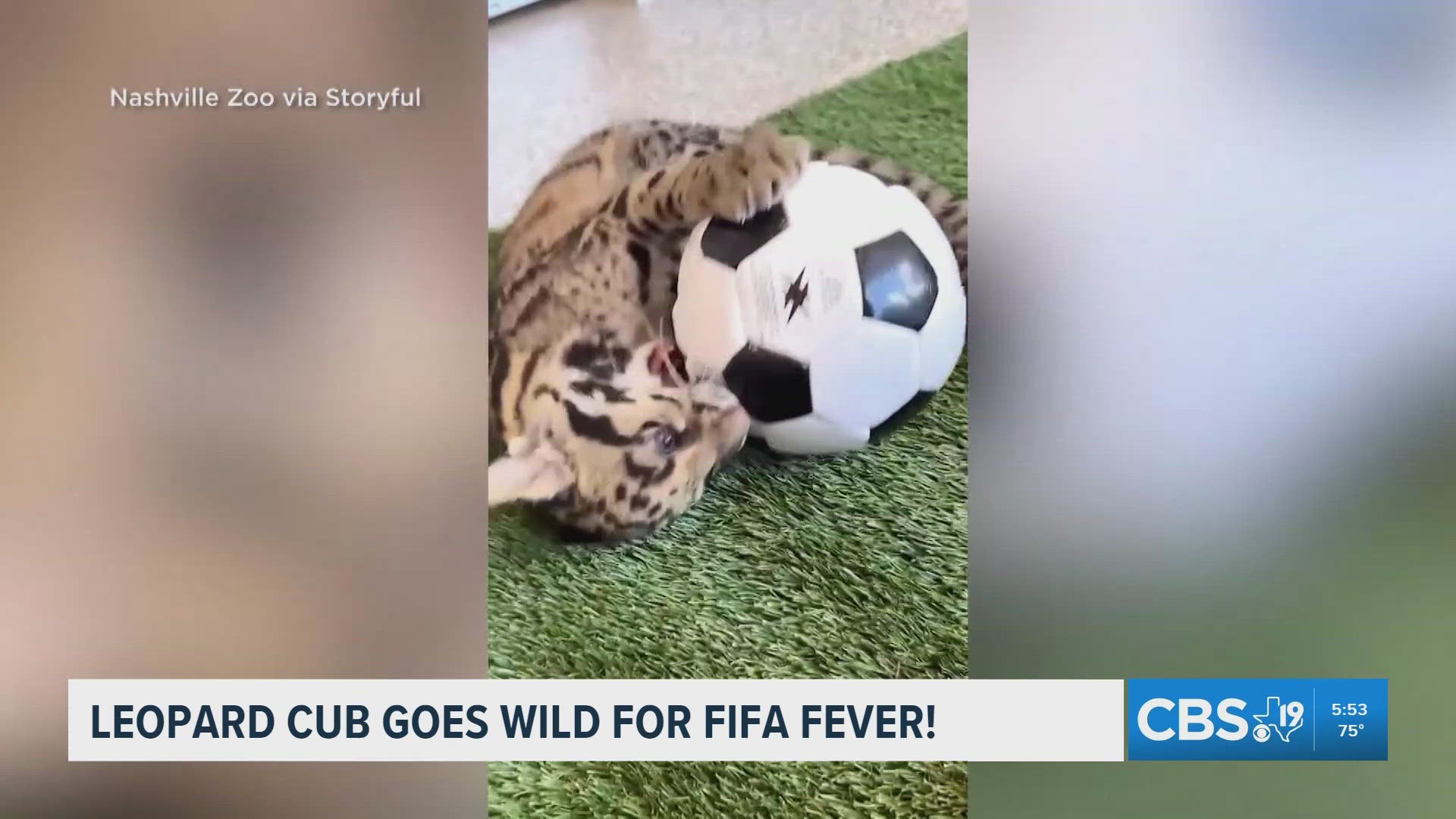 Nashville Zoo's clouded leopard cub goes viral showing off soccer ...