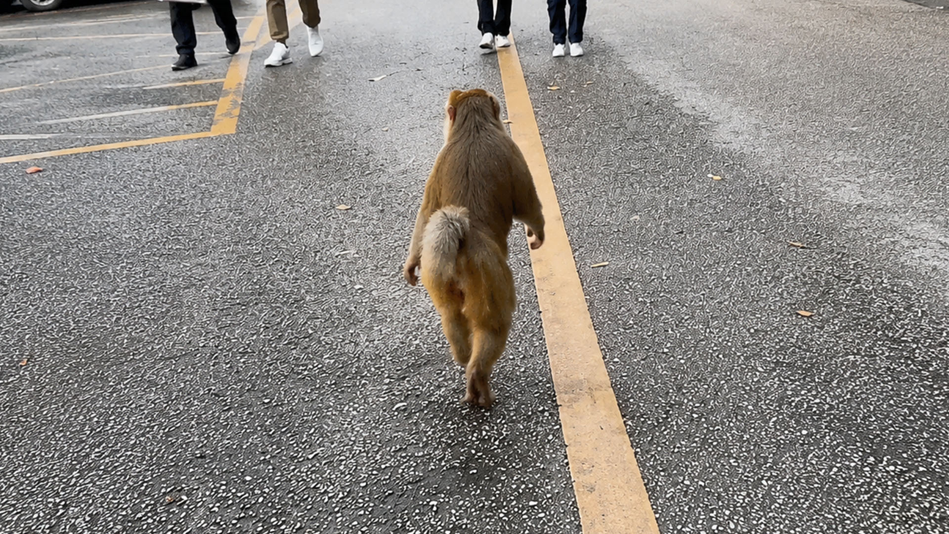 This monkey moves slowly while watching people ahead carefully