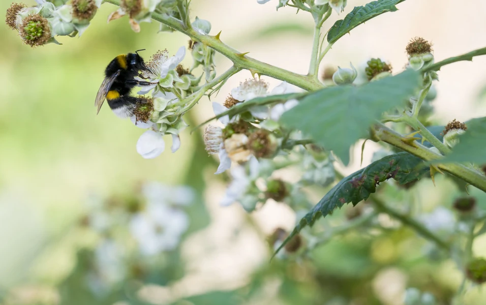Bee-friendly gardening tips for a thriving yard