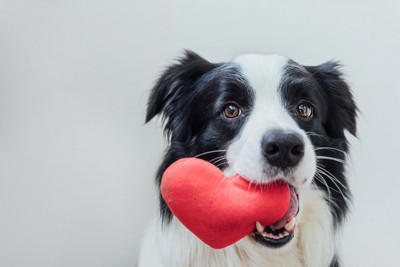 犬との関係性が悪化する「絶対NG行為」5選 愛犬からの信頼を失う飼い主の行動とは?