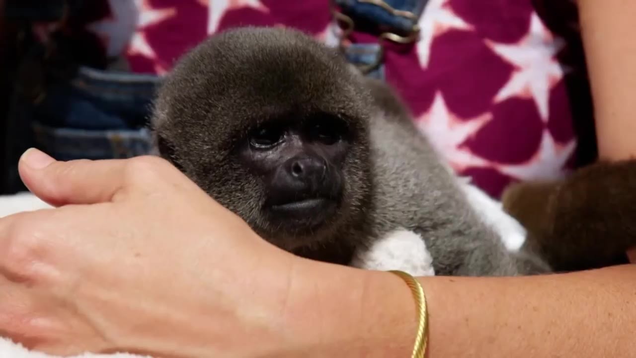 Watch a tiny monkey fight to survive after his first family failed him