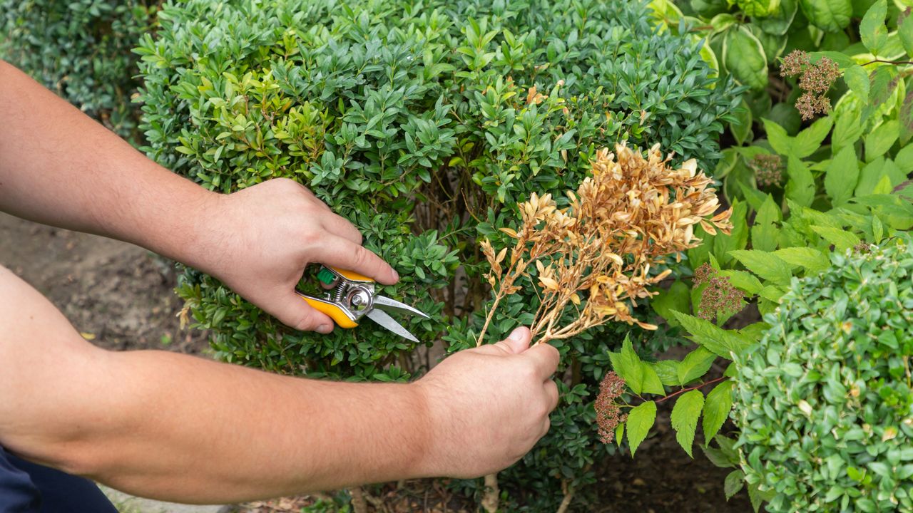 Box blight: causes, signs, and removal strategies