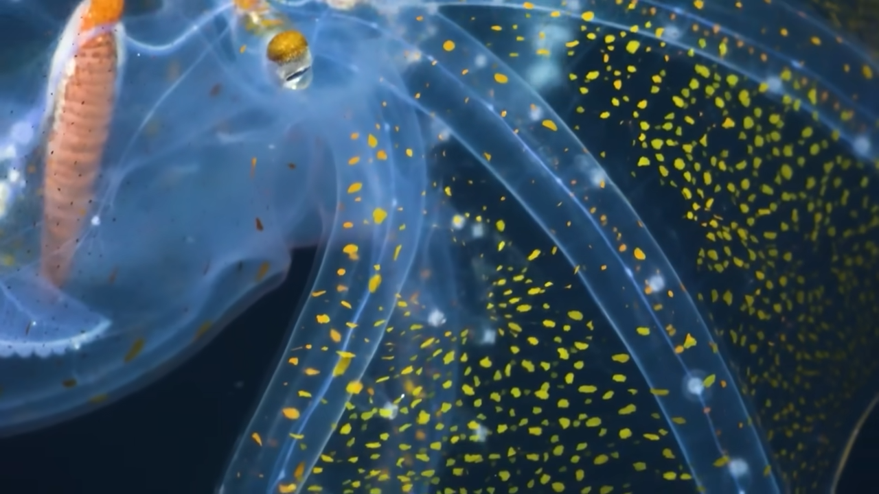 At 7,000 meters deep, these creatures surpass science fiction