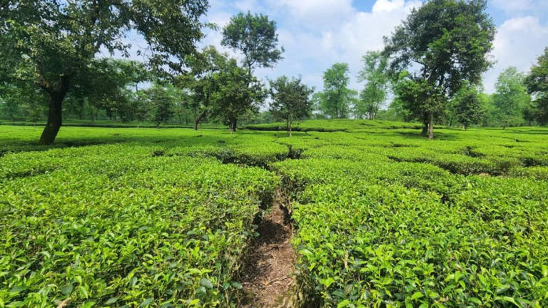 How a Darjeeling tea estate turned into one of India’s biggest carbon ...