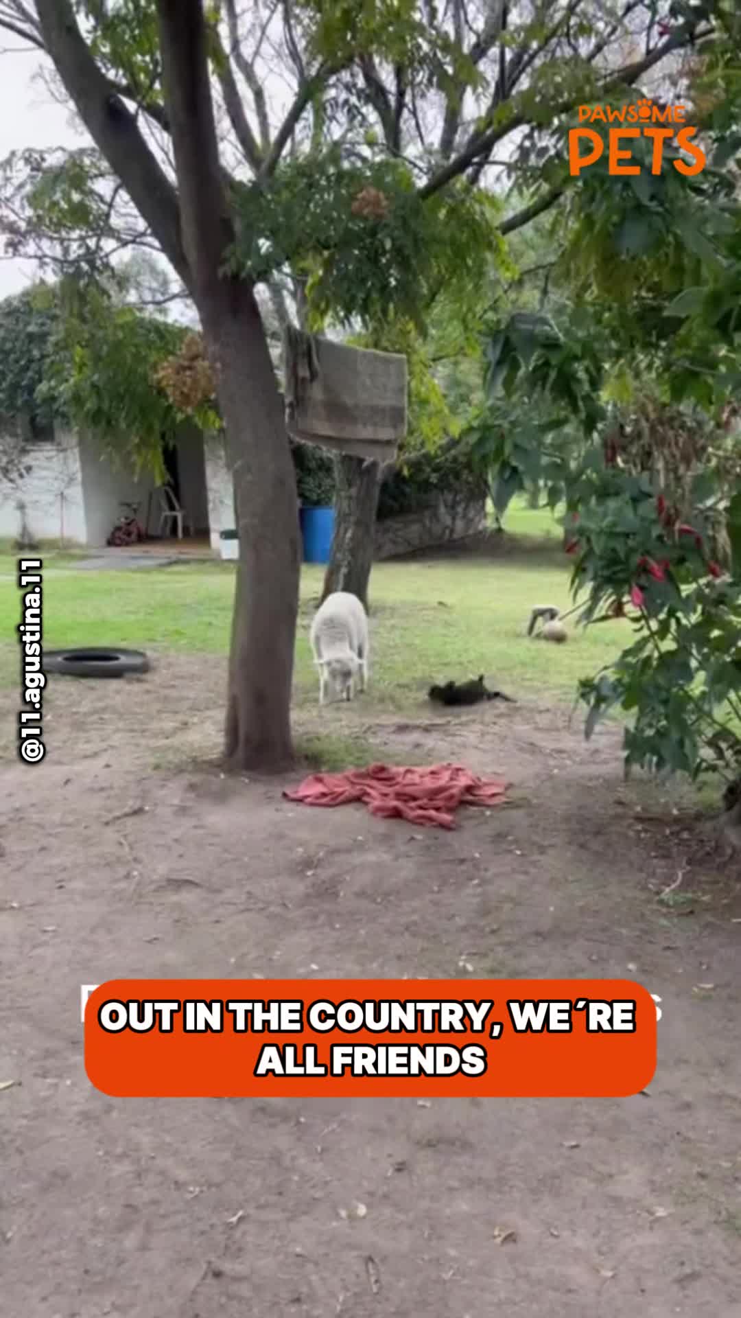 Cat has unusual farmyard friend