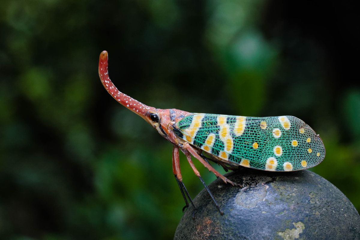 Bugs all the way down: There could be as many as 20 million species of ...