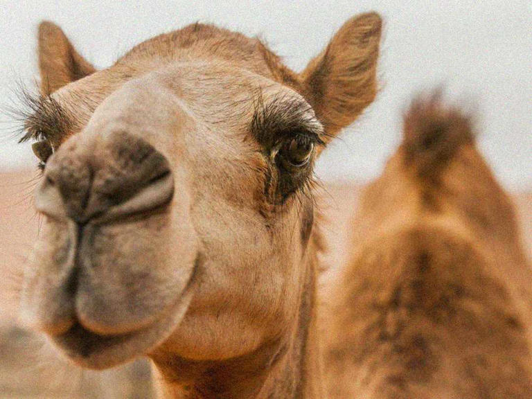 14 animals that thrive in places most creatures can't