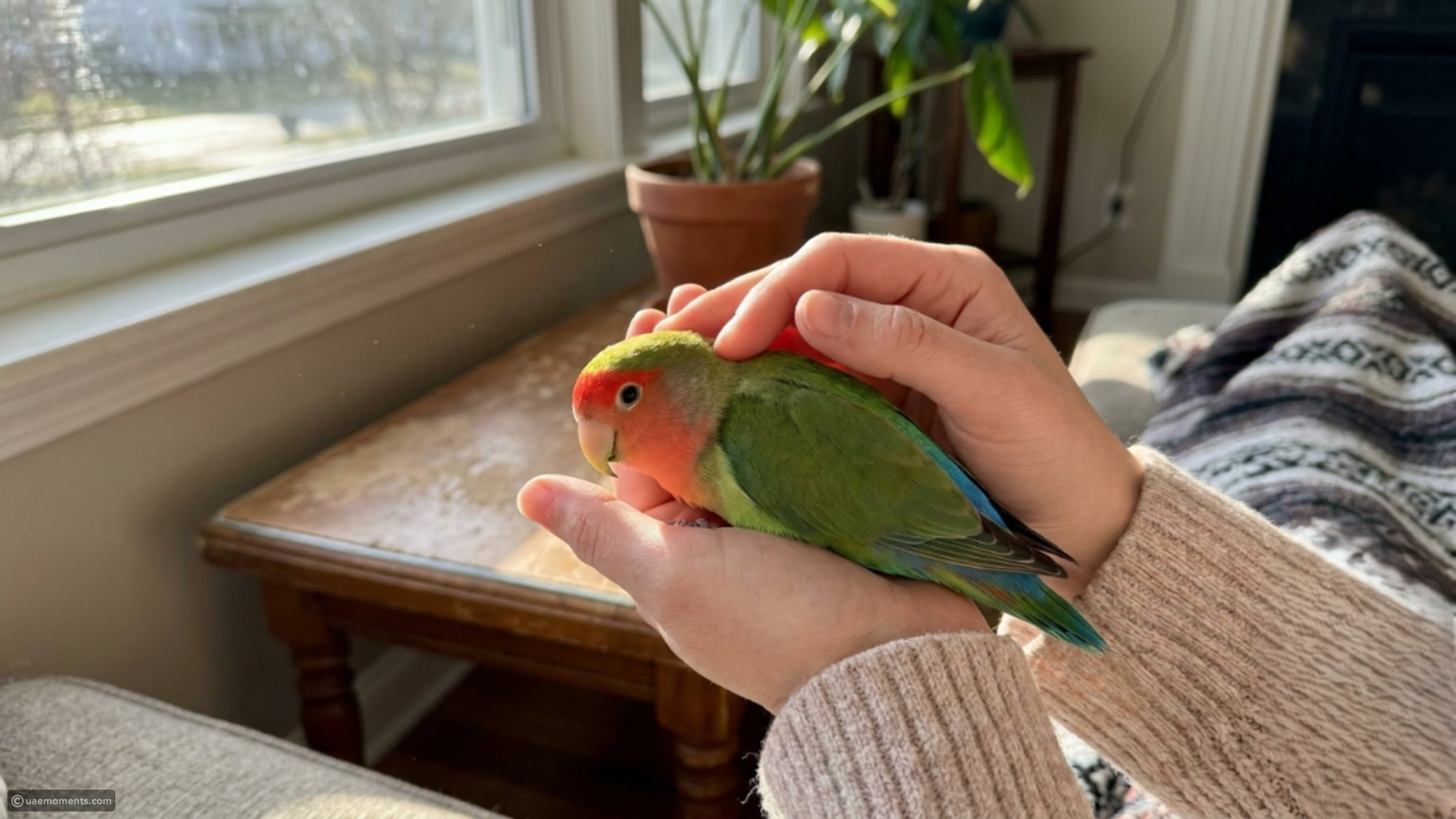 14 friendly pet bird species that enjoy human interaction