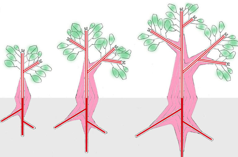 What made trees possible? New research points to drought