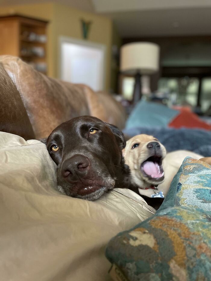 44 hilarious dog posts to put a smile on your face