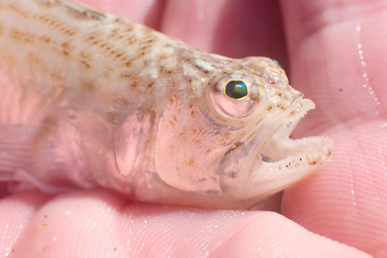 Rise of UK’s most venomous fish leaving people in excruciating pain
