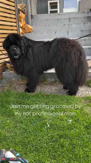 Get groomed by my not professional mom fun family grooming moment