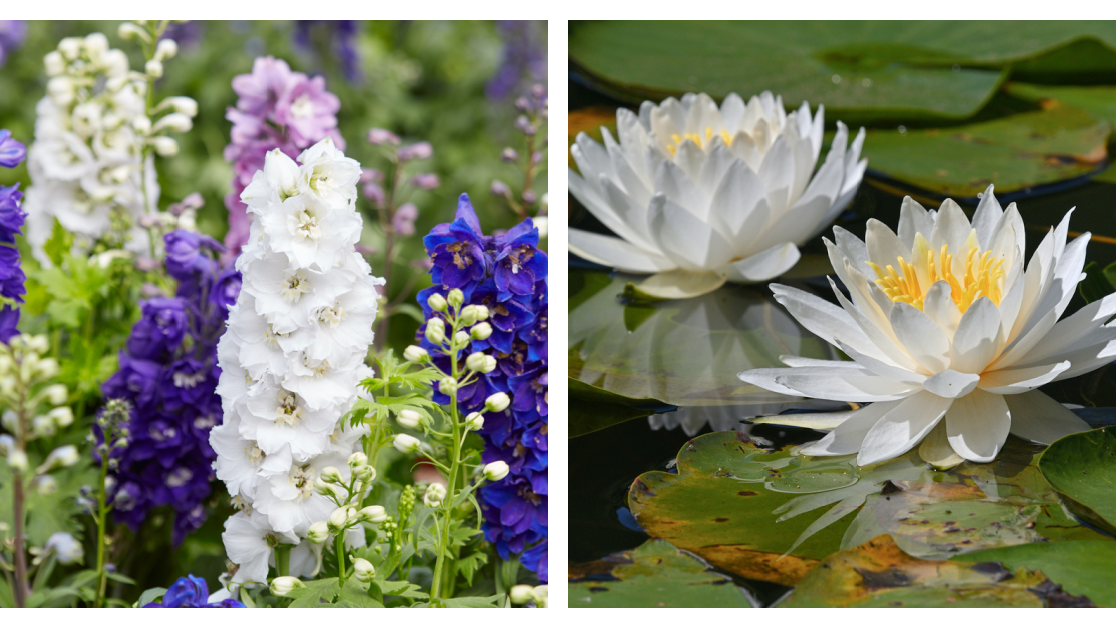 July has 2 birth flowers to choose from—here's what they symbolize