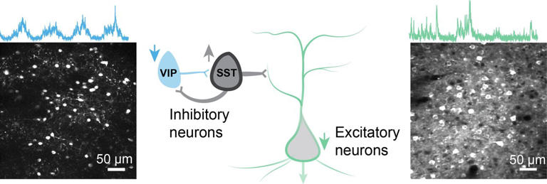Neurobiologists improve symptoms of Huntington's disease with targeted ...