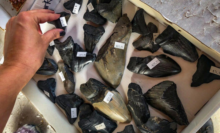 The world’s largest megalodon vertebra was lost during a museum move ...