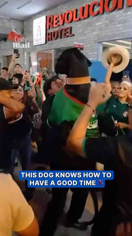 Dog dances with owner in joyful moment