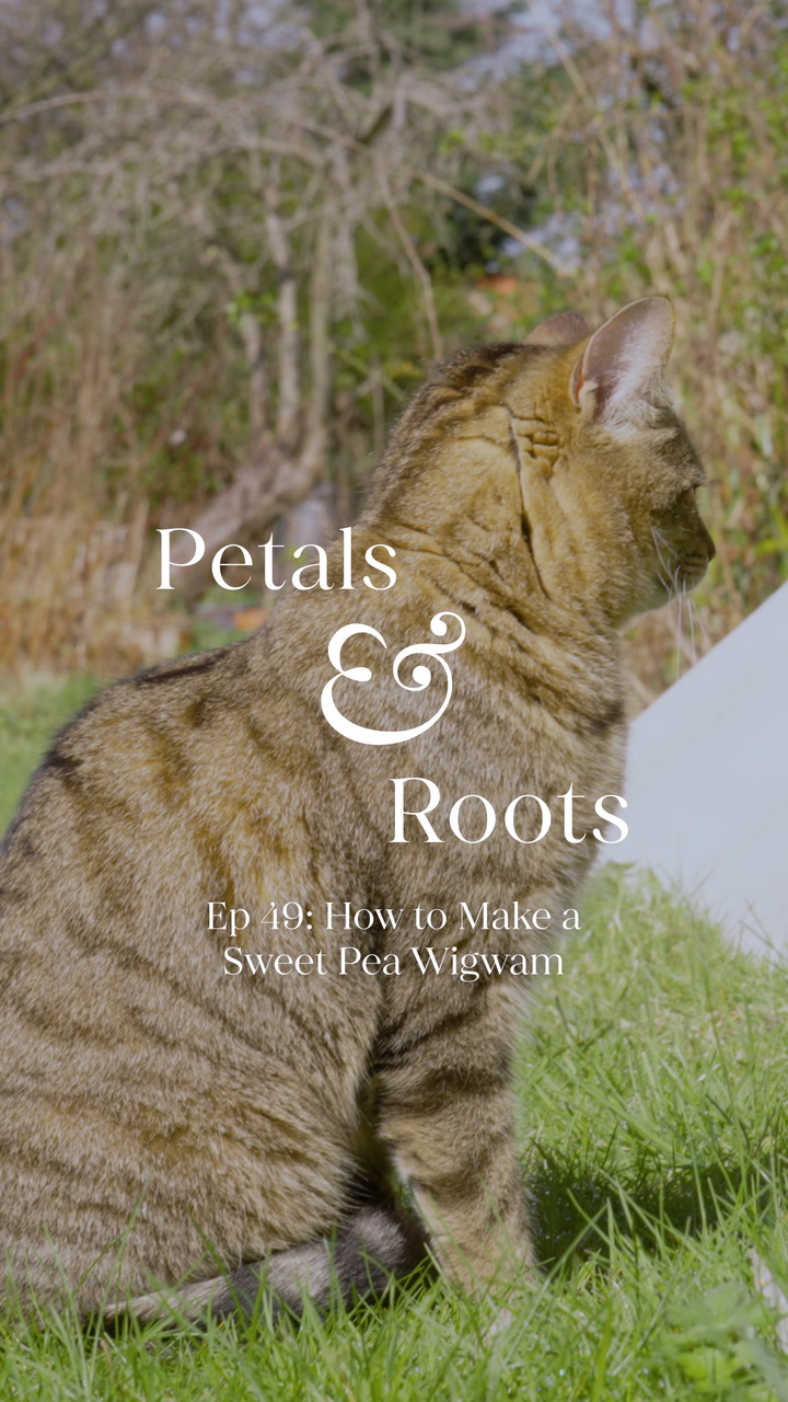 Gardening tutorial: Create a natural teepee for your sweet peas
