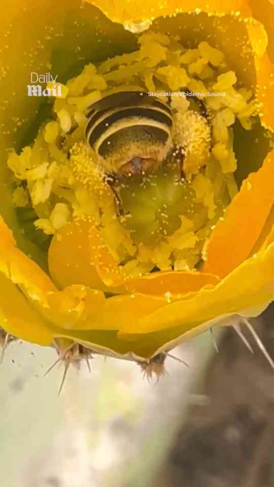 Bee covered in pollen shows nature at work
