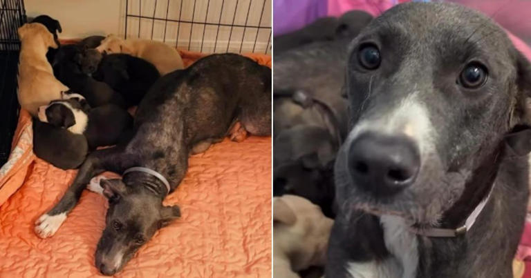 Mama rescue dog & her babies finally find peace, knowing they're not ...