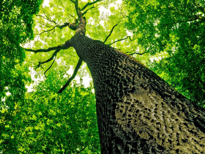 Evanston launches long-term treatment plan for city's American elm trees