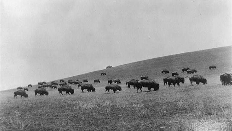 What is the most American animal?