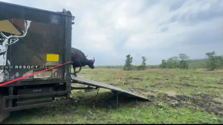 Rescued Indian gaur released into Bor Tiger Reserve after rehabilitation