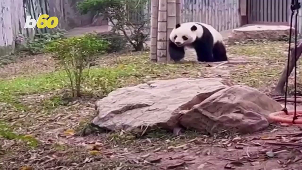 Smile from ear to ear over these adorable pandas