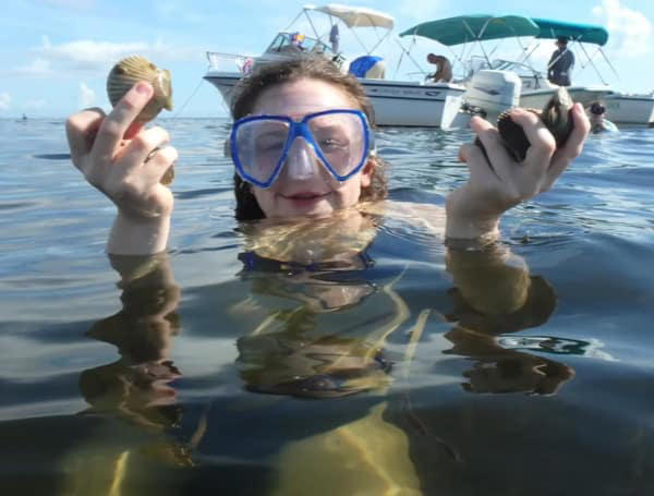 The great gulf treasure hunt: Pasco County bay scallop season opens July 10