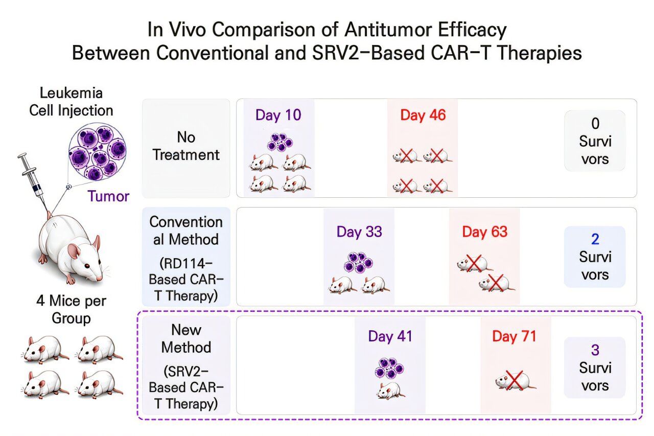 Researchers discover novel SRV2 envelope protein for efficient CAR ...