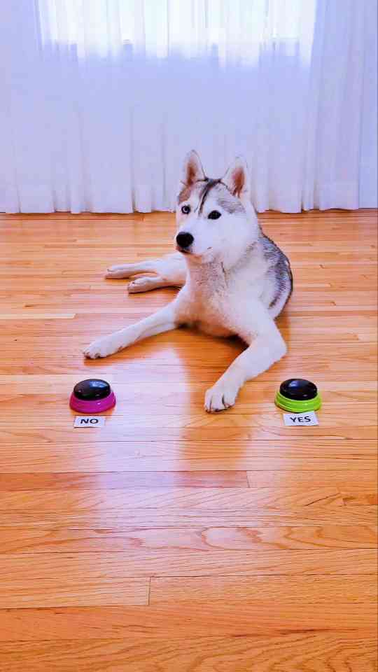 Dog answers fan questions using talking buttons