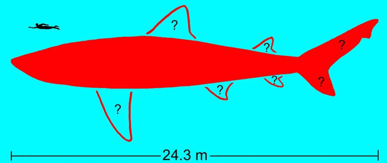 The world’s largest megalodon vertebra was lost during a museum move ...