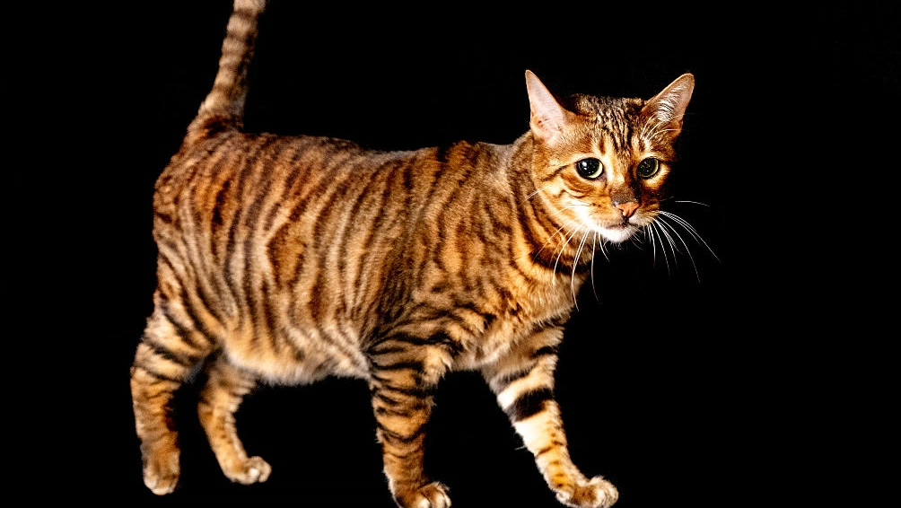 Understanding cat body language and behavior