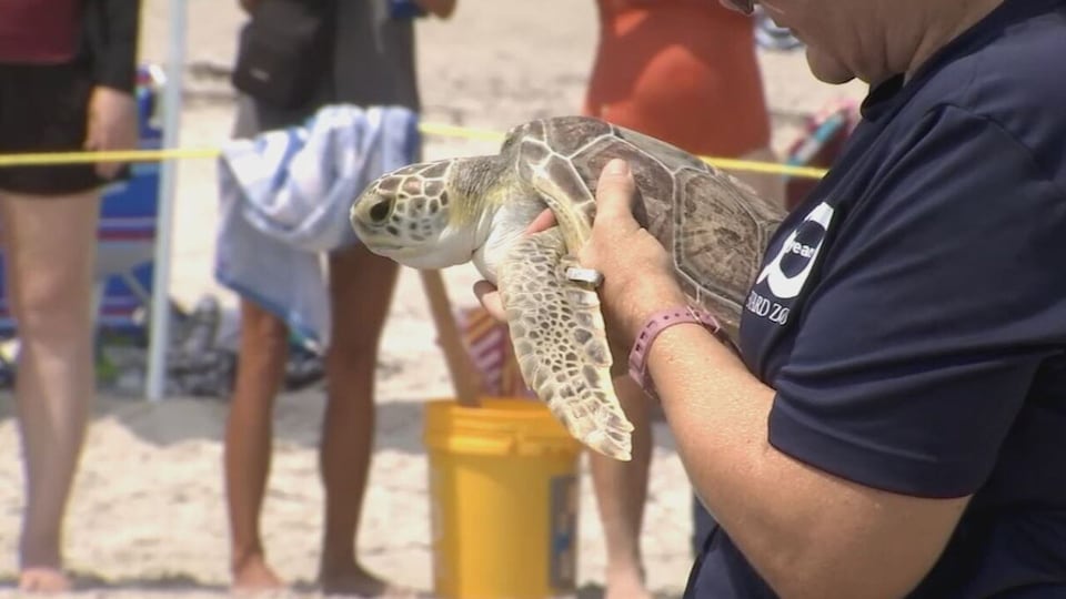 'Soggy Bottom' sea turtle release
