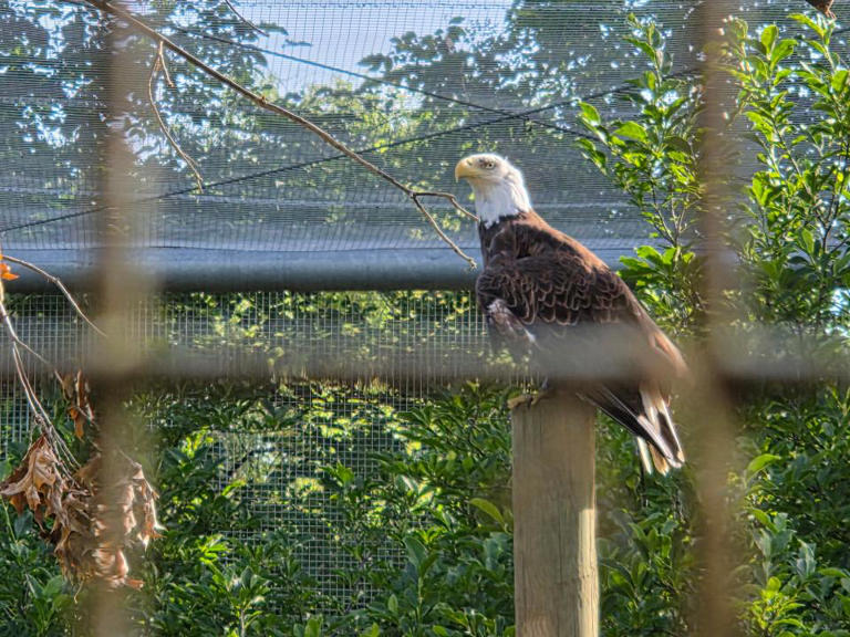 Fort Wayne Zoo opens patriotic bald eagle exhibit ahead of America’s ...