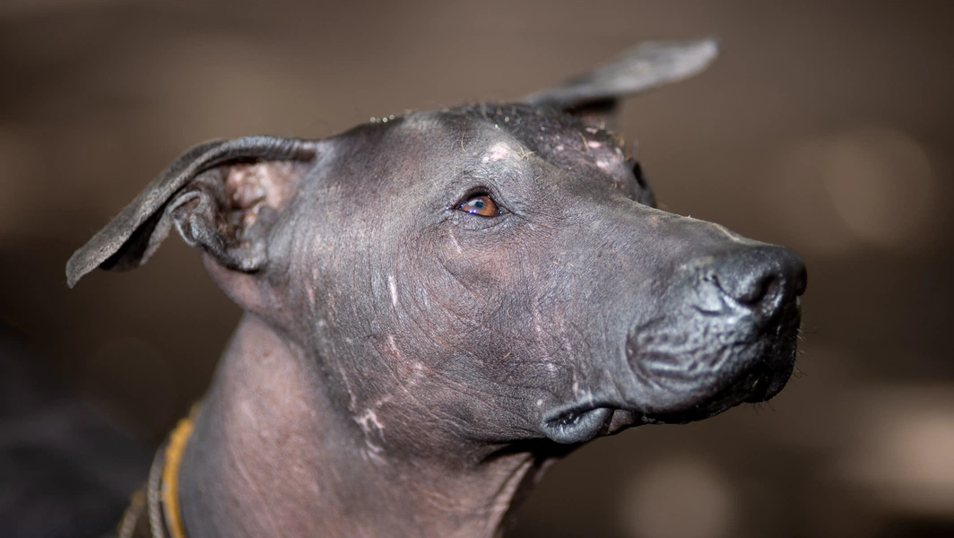 15 rare dog breeds with distinctive traits