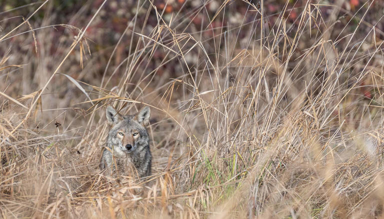 Coyotes are highly active during the summer in SC. Here's how to fend ...