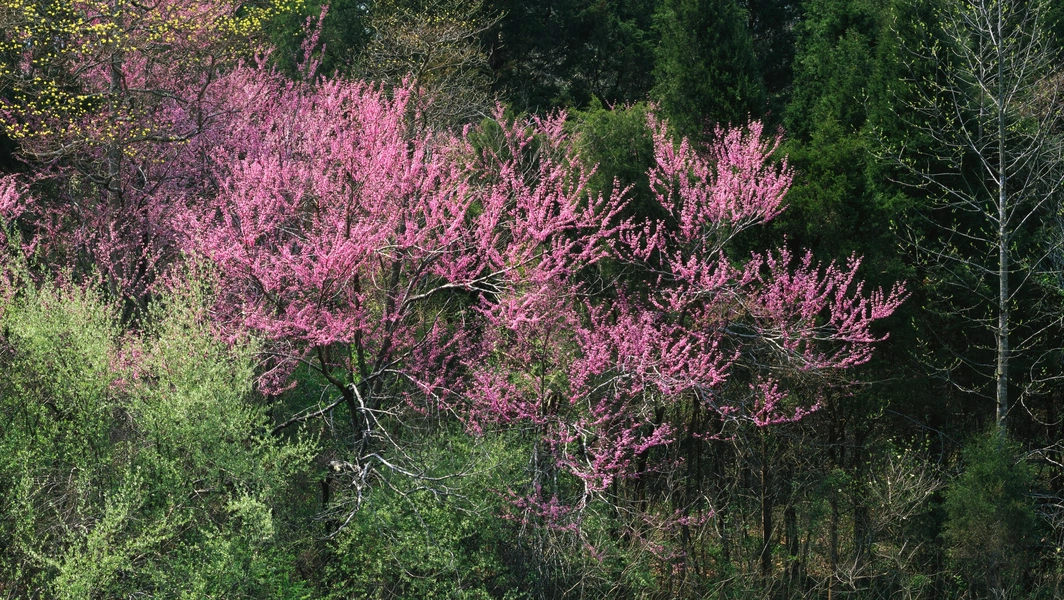 9 small trees for colorful, wildlife-friendly gardens